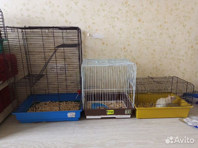 Отдам крыс с клеткой бесплатно