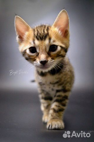 Бенгальские котята