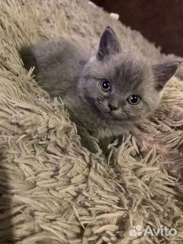 Продам котят