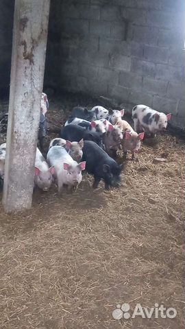 Поросенок ландрас