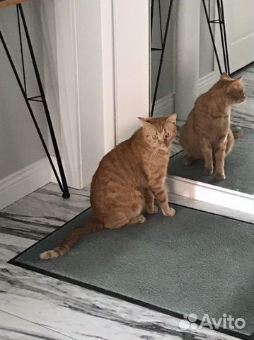 Воспитанный рыжий кот