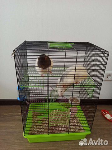 Крыски Дамбо с клеткой