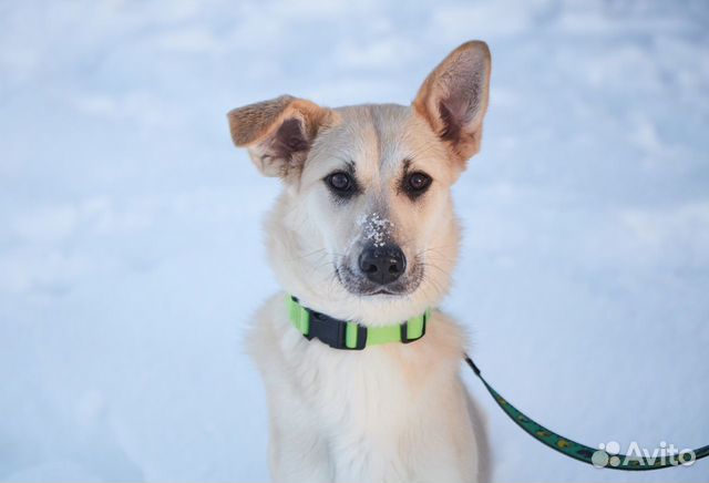 Собака в добрые руки