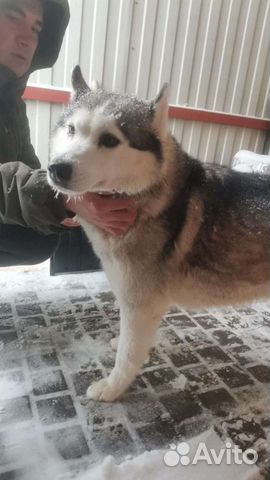 Аляскинский маламут хаски нашли