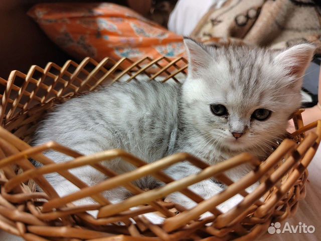 Шотландские прямоухие котята