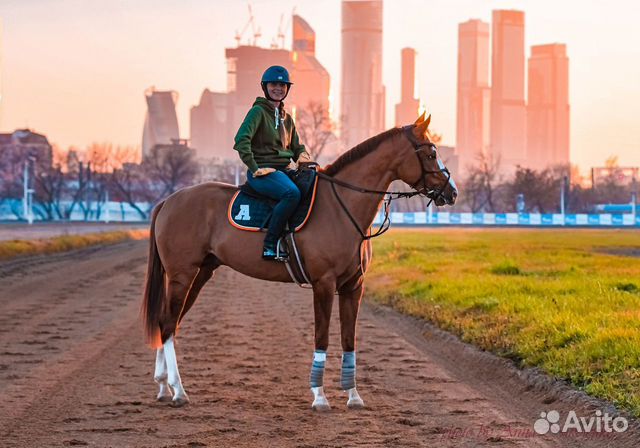 Жеребец донской породы 3,5 года