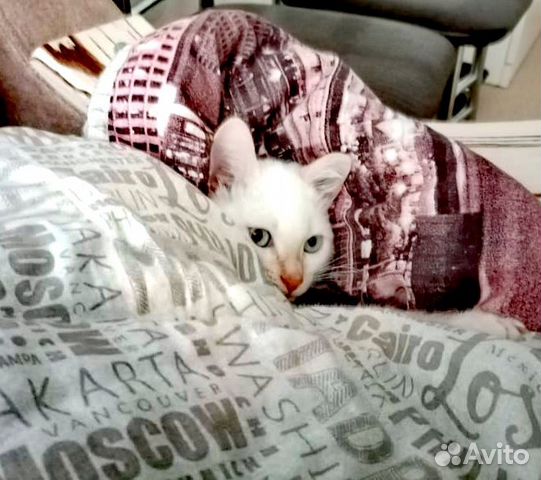 Продам котёнка - Мегконский бобтейл