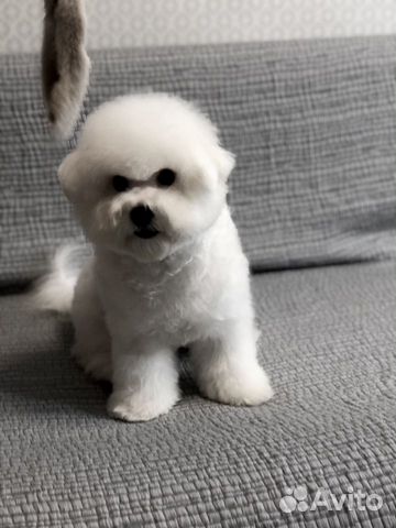 Кудряшка Сью