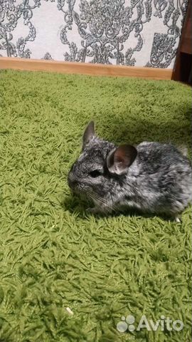 Шиншилла