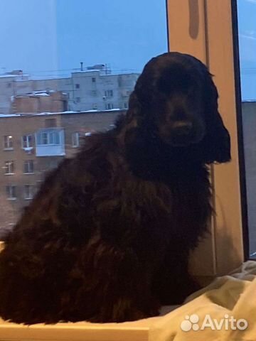 Англиский Кокер спаниель