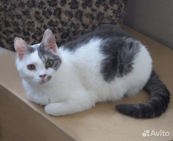 Хорошенькая