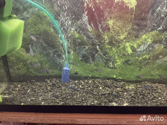 Аквариумные рыбки демасони