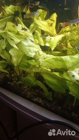 Криптокорина