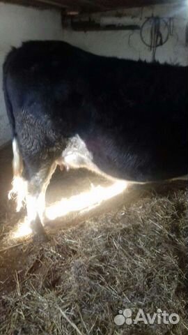 Телка стельная