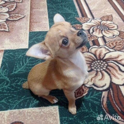 Метис Цвергпинчера и Пти Бробансона