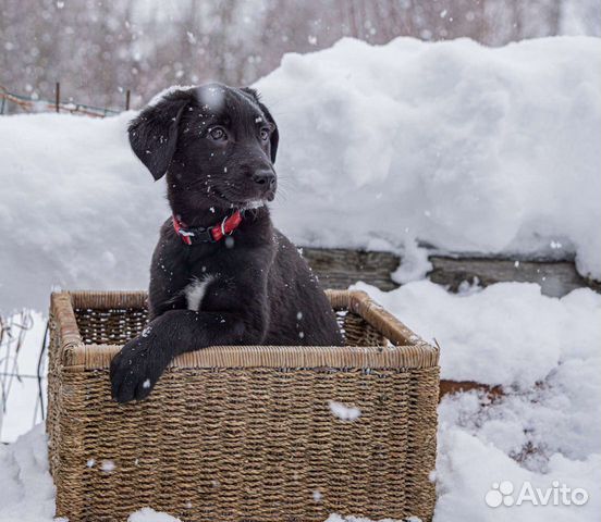 Щенок в добрые руки