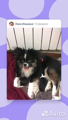 Немецкий шпиц