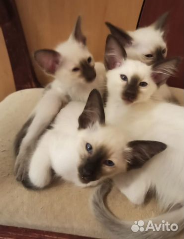 Котята балинезы