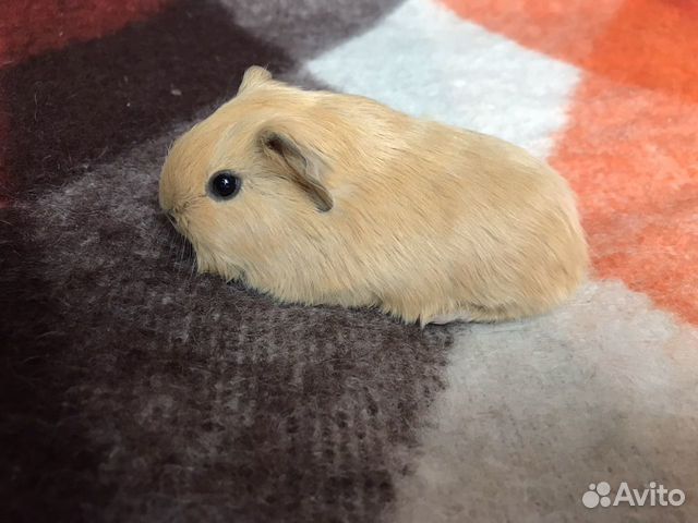 Морские свинки