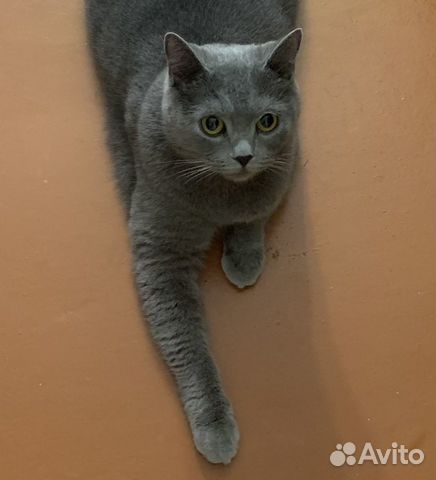 Британская кошка в хорошие руки