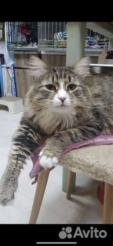 Кот Амон. Кастрирован, привит. Около 1-2 года