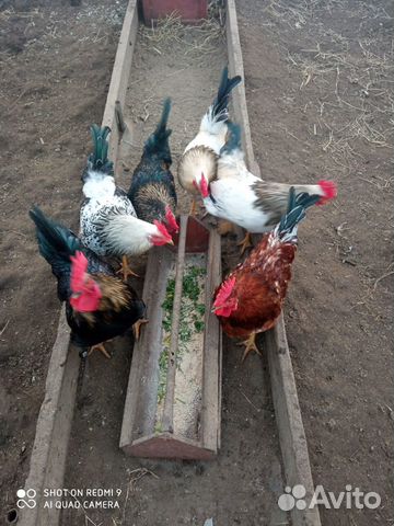 Продаю петуха