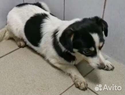 Маленькая красивая собачка