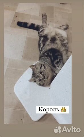 Шотландский кот вязка