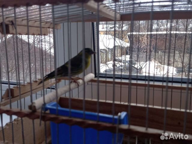 Чиж с клеткой