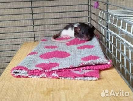 Дамбо крысята