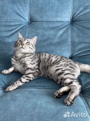 Шотландский кот вязка