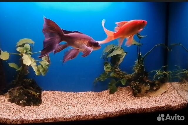 Комета черная вуалевая