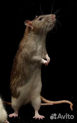 Кошка крысоловка