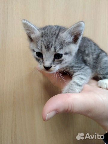 Котенок в дар бесплатно