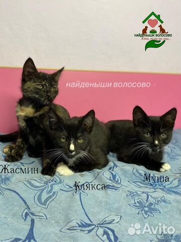 Котята. Подкинуты в коробке