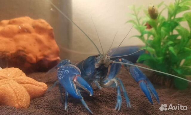 Рак Ябби Австралийский