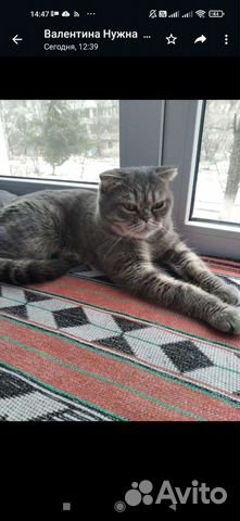 Британская кошка ищет дом