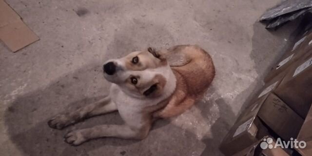 Найдена собака