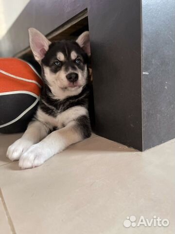 Щенки метисы хаски