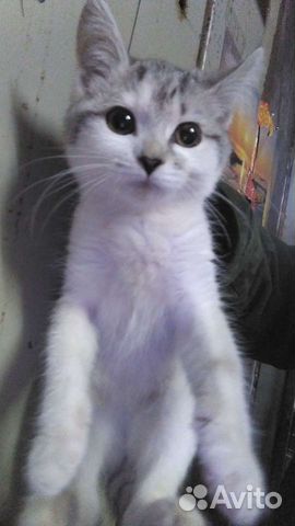 Котёнок метис ищет дом
