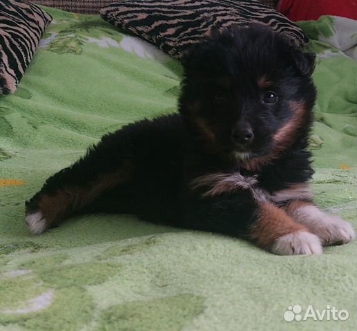 Щенок в добрые руки. Девочка 1,5-2 месяца, активна