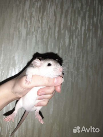 Декоративная крыса