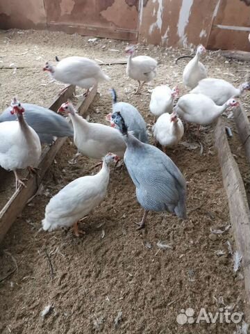 Цесарки молодняк