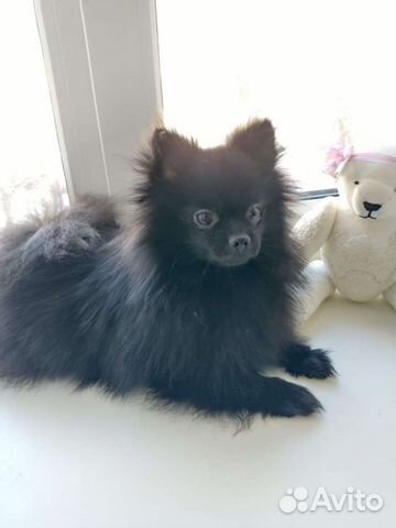 Немецкий шпиц вязка 22 см в холке