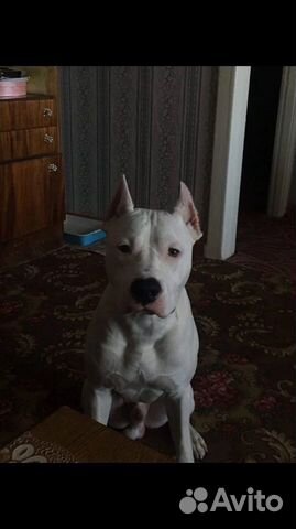 Вязка. стаффордширский терьер. стафф