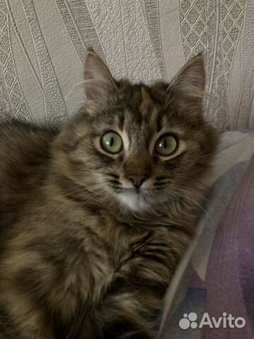 Кошка