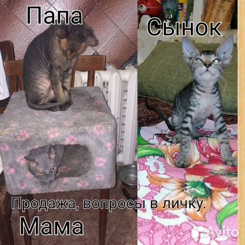 Донской сфинкс, браш, велюр