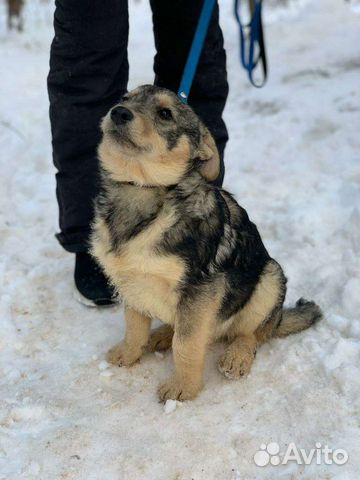 Щенок Маленький плюшевый собачкин Грэй 4мес
