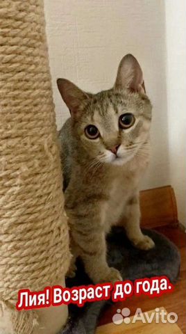 Кошка Лия