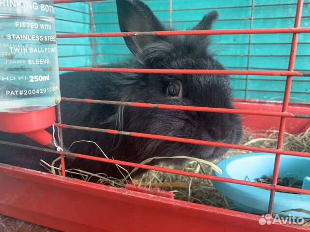 Декоративные кролики